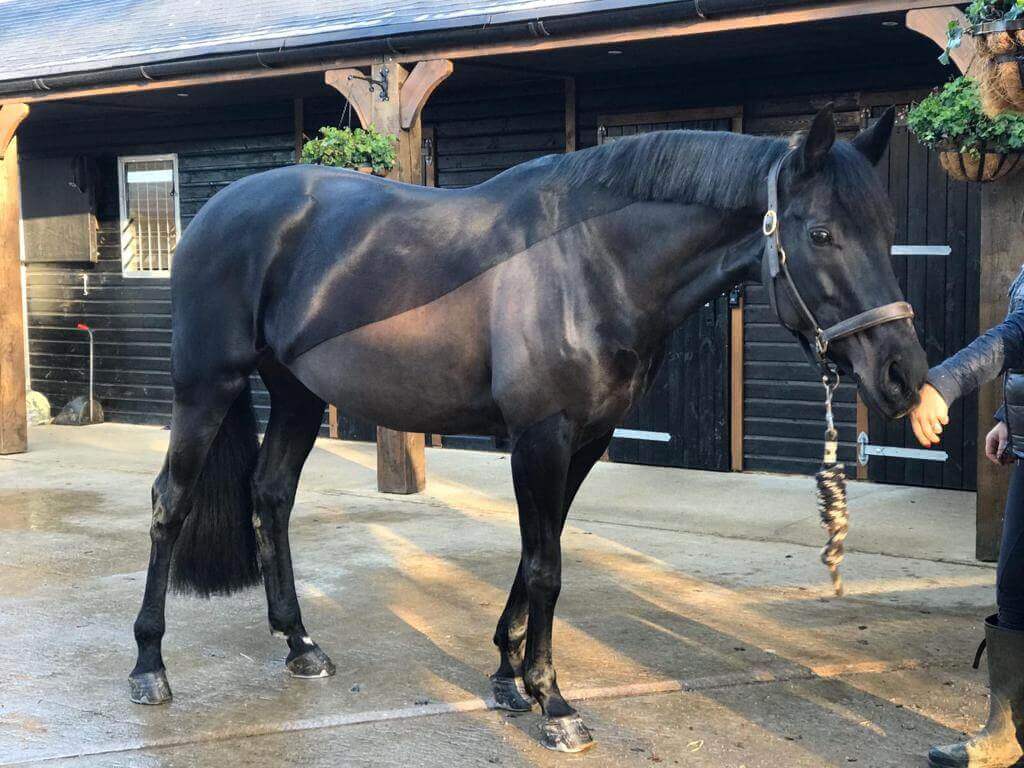 Coat care after clipping – Smart Grooming