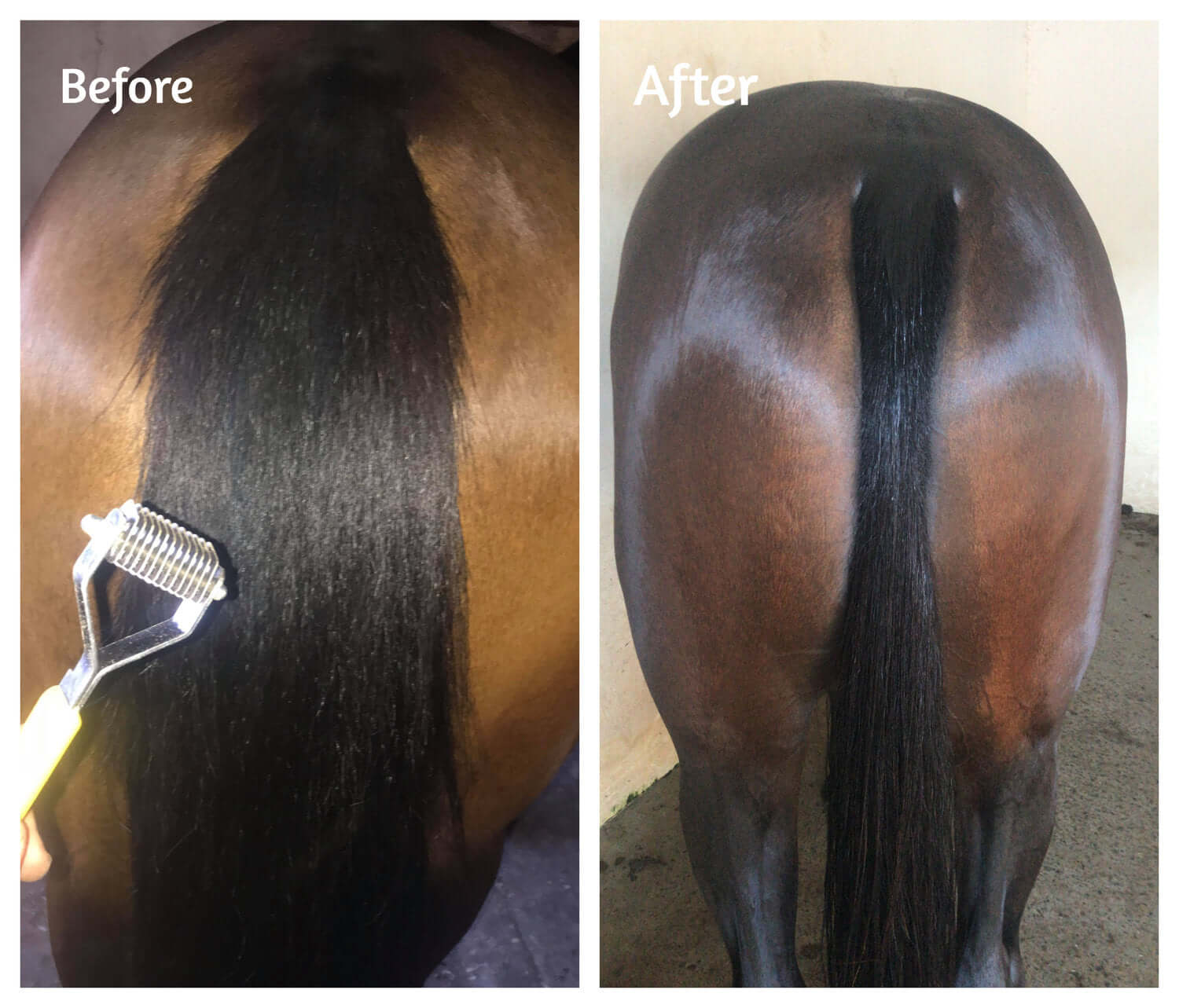All about Smart Tails – Smart Grooming