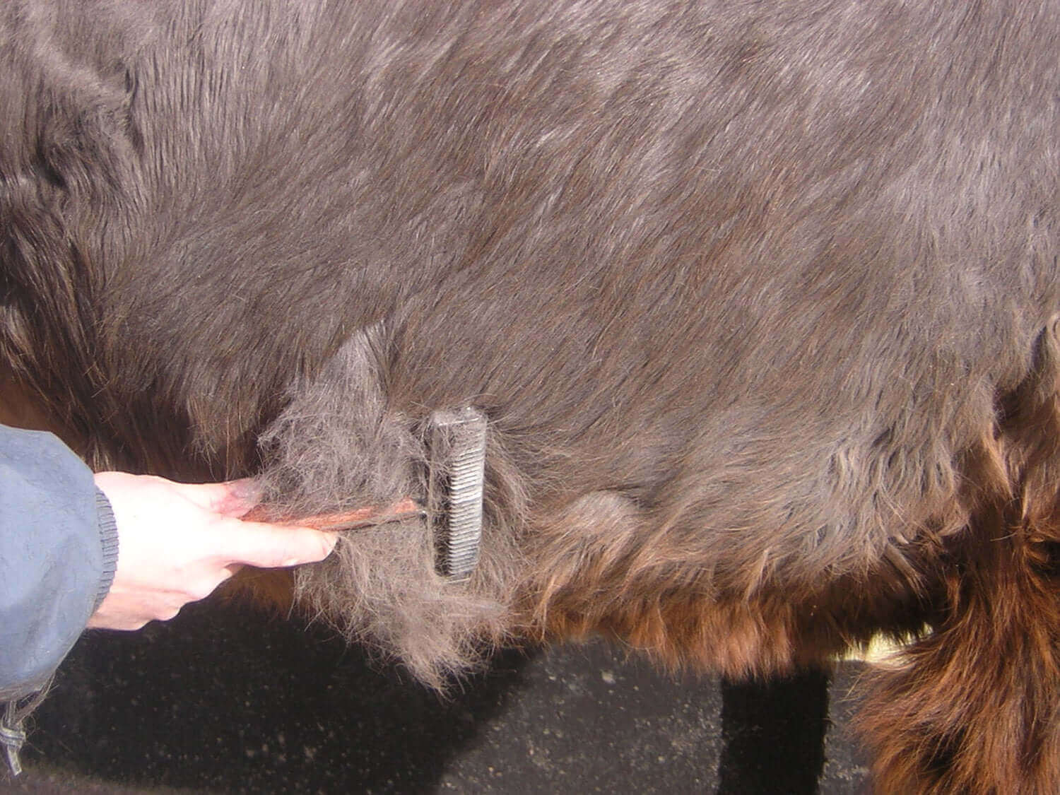 Tools to help with Spring shedding – Smart Grooming